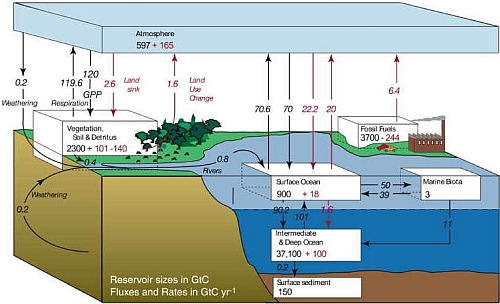 What is Carbon Cycle?｜Hong Kong Observatory(HKO)｜Educational Resources